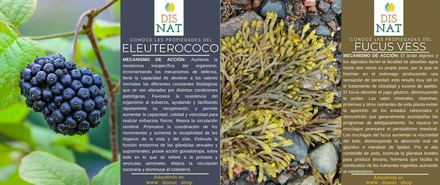 CHOCOLATE artesano del siglo XIX. Receta y elaboración tradicional a l ...