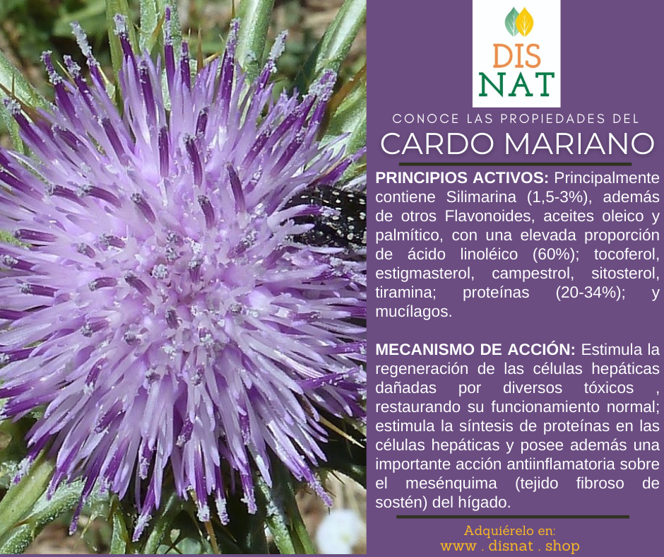 Los Beneficios Y Propiedades Del Cardo Mariano Una Planta